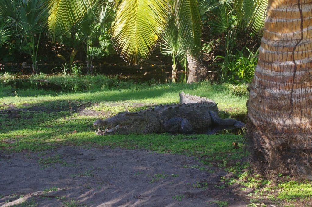 The Fascinating World of Crocodiles in Puerto Escondido - Puerto Escondido