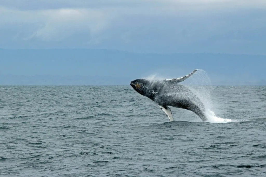 How to Plan Your Trip for the End of Whale Watching Season in Puerto ...